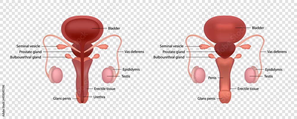 Realistic vector illustration of male human reproductive system with ...