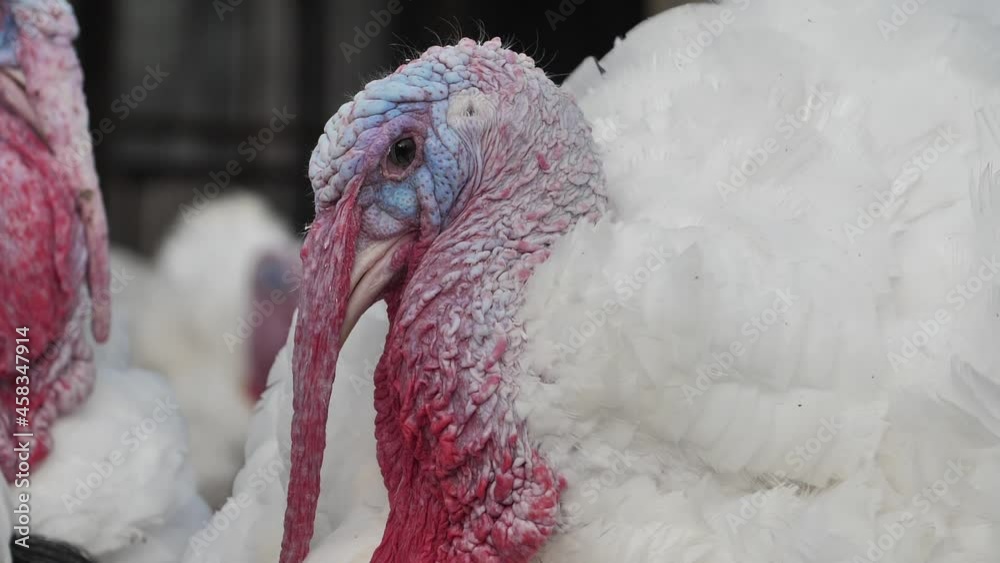 Poultry farm broiler turkey breeding. Poultry farm for broiler turkeys ...