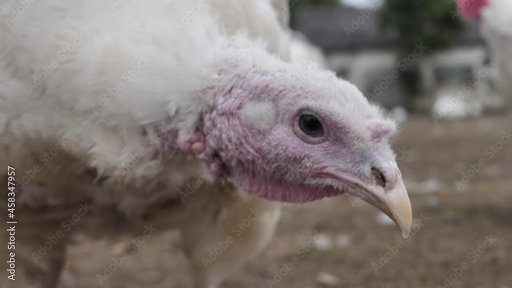 Poultry farm broiler turkey breeding. Poultry farm for broiler turkeys ...