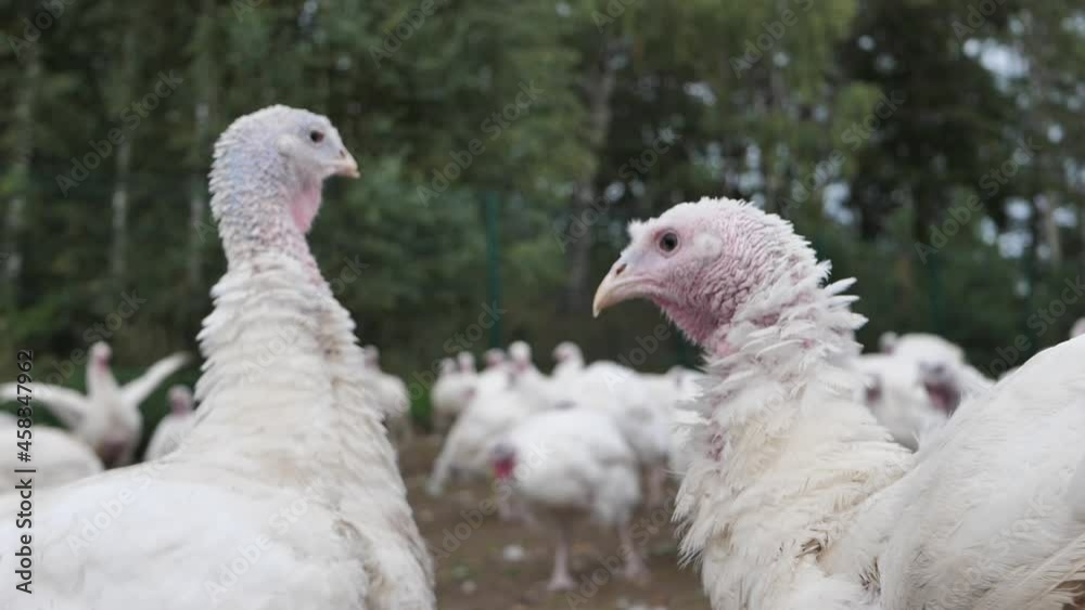 Poultry farm broiler turkey breeding. Poultry farm for broiler turkeys ...