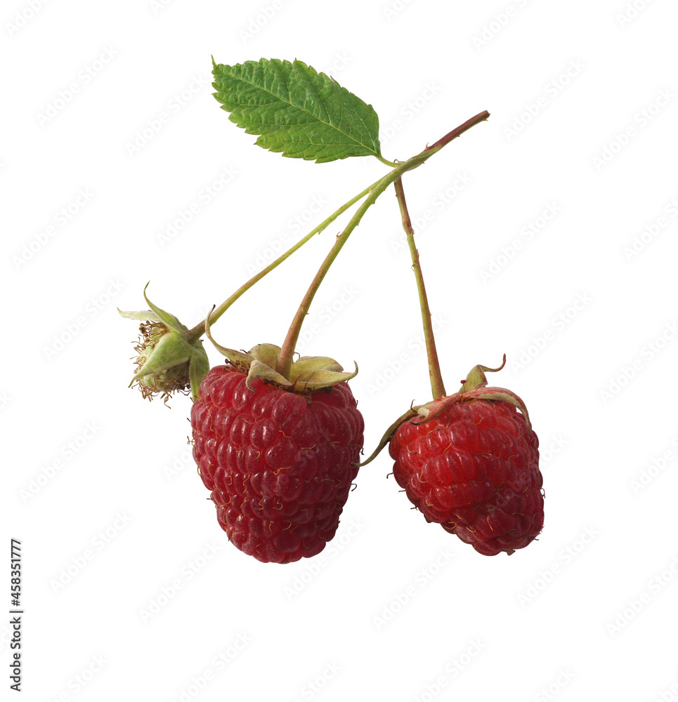 Ripe red raspberries are set on a white background. Sprig with ...