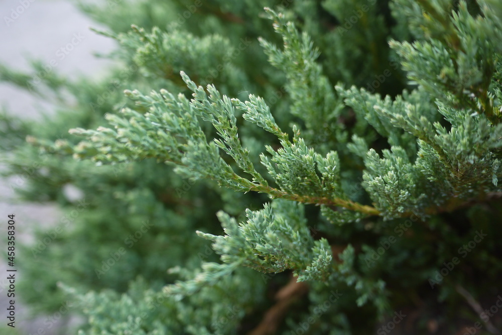 Creeping Juniper (Juniperus horizontalis) is a low-growing, evergreen ...