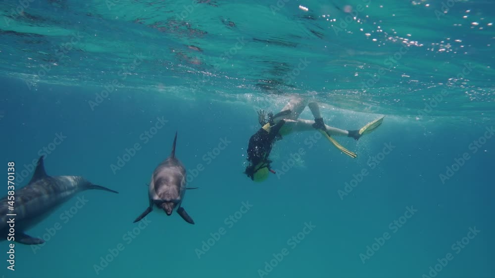 Freediver woman with dolphins in the sea. Smart and beautiful cetaceans ...