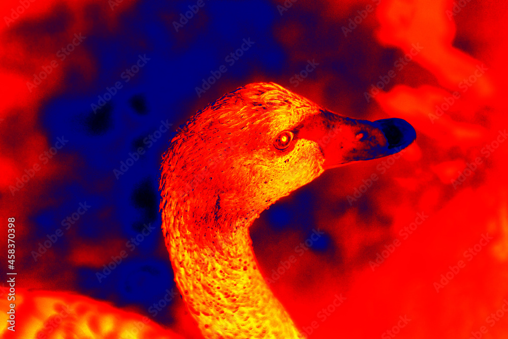 Australian black swan (Cygnus atratus) feeding on pond. Scanning the ...