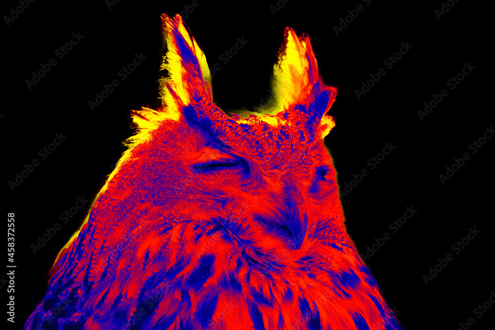 Portraits of eagle owl, night bird. Scanning the animal's body ...