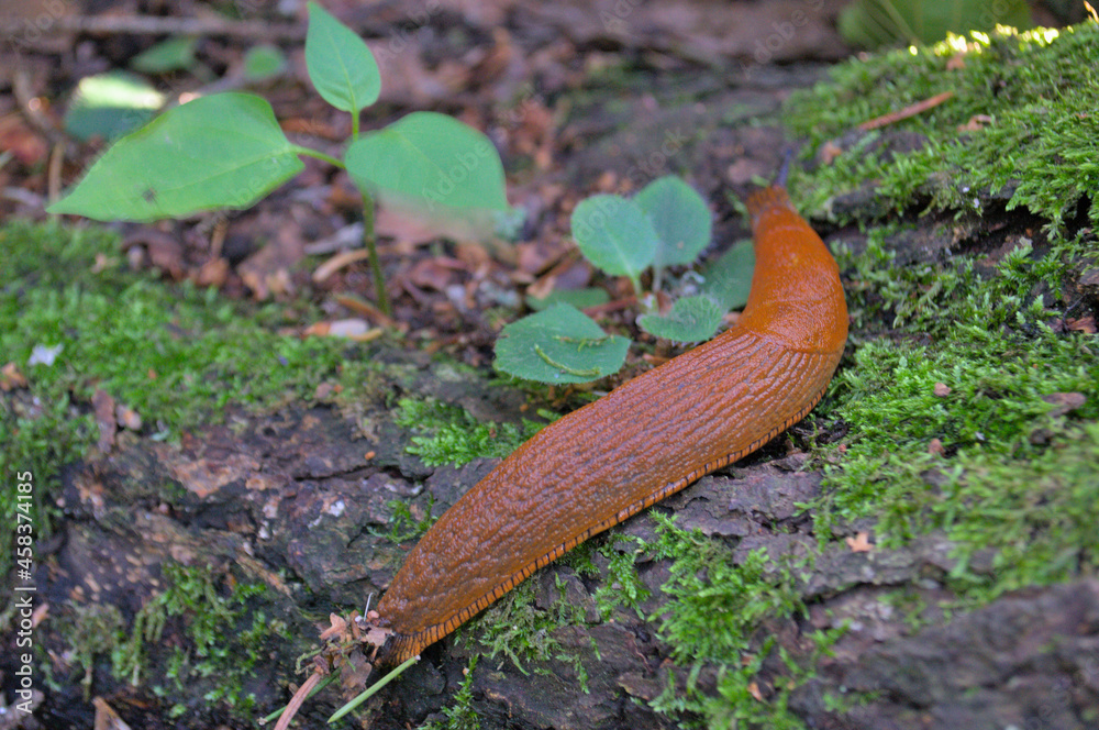 Spanish slug, rion vulgaris. Invasive slug on the moss. Stock Photo ...