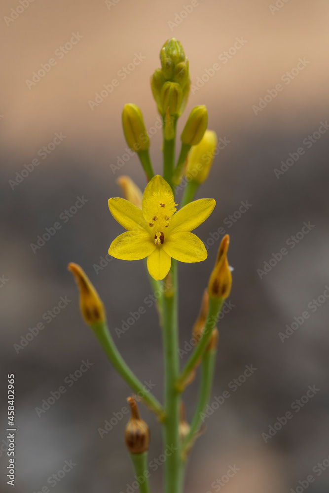 The yellow flower of the Australian native herb known as Native Leek ...