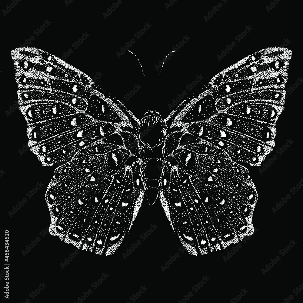 Poster butterfly vector drawing illustration – Wall Art | UkPosters