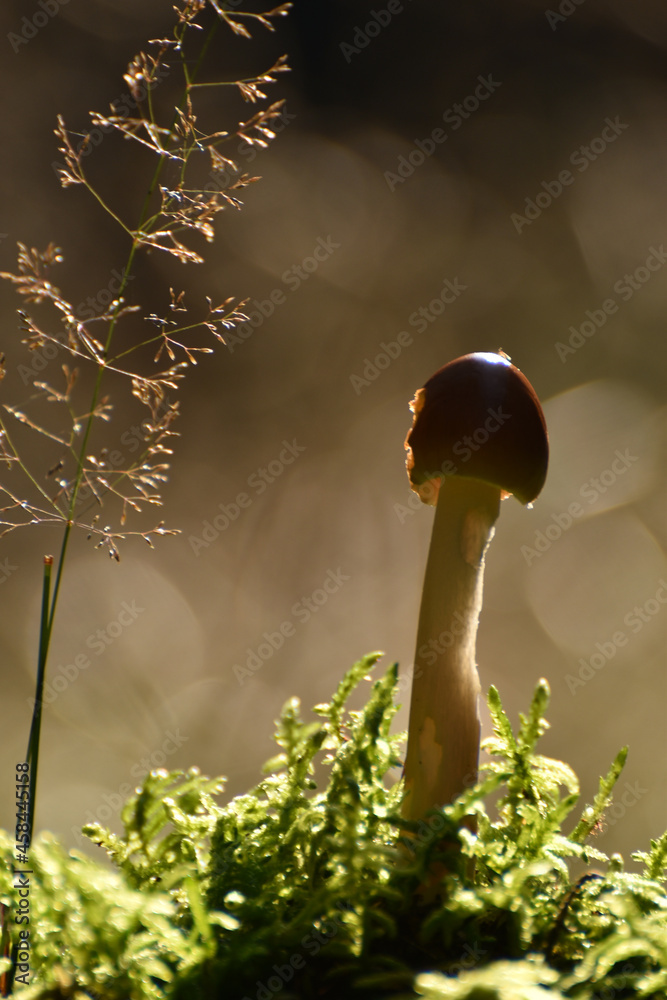 Pilze Stock Photo | Adobe Stock