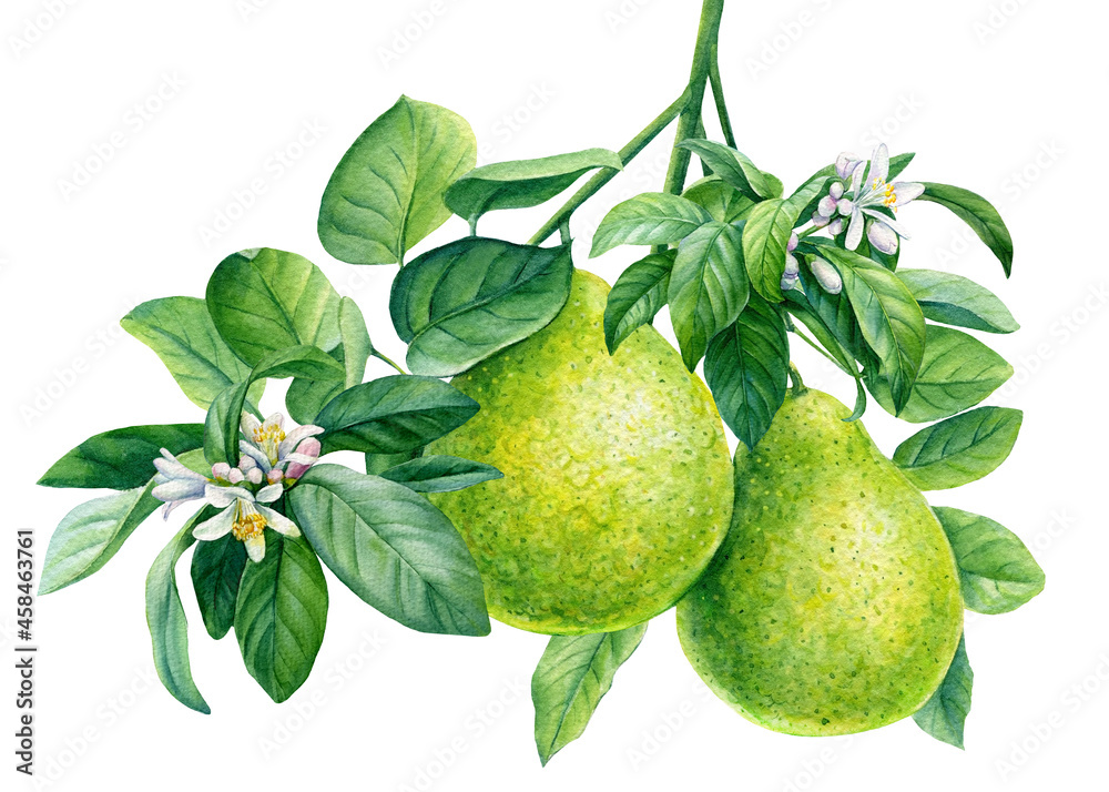 Bergamot watercolor illustration. Citrus branch with flowers, isolated background, botanical ...