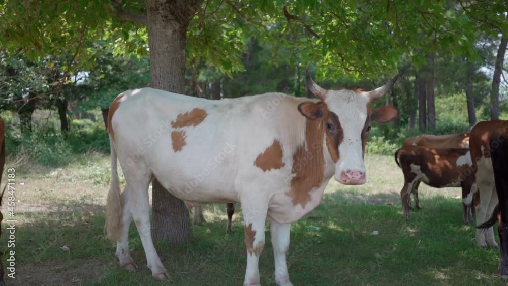 herd of cows graze under shade of trees close-up and waving his ears ...