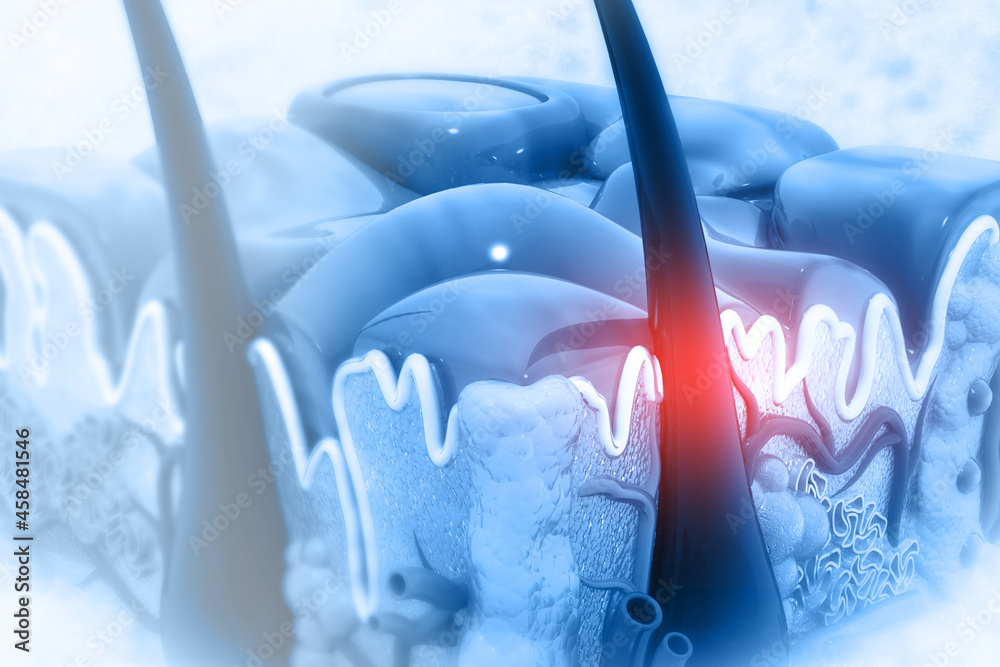 Anatomy of the skin and the layers. 3d illustration Stock Illustration ...