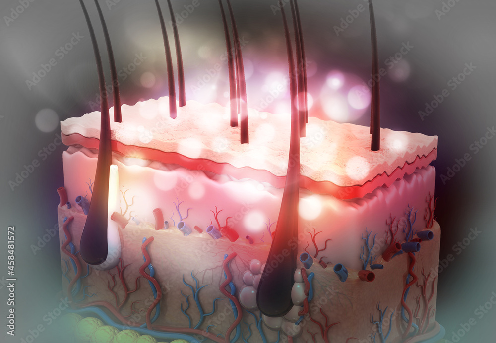 Anatomy of the skin and the layers. 3d illustration Stock Illustration ...
