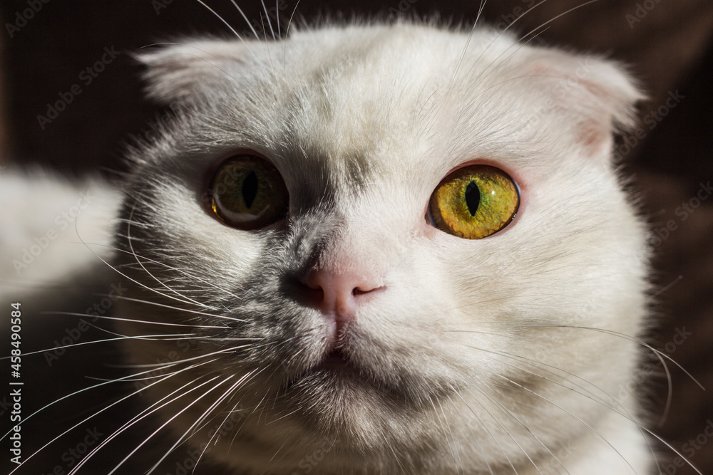 White Cat With Amber Eyes