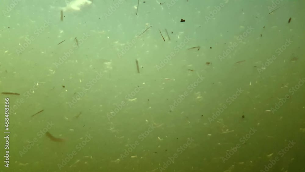 Organic molecules floating in the water. Plant particles move ...