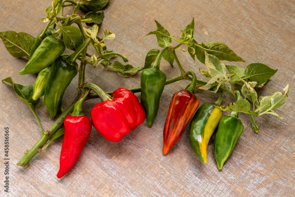 Fotografia do Stock: Chili pepper branch with different shape and color ...