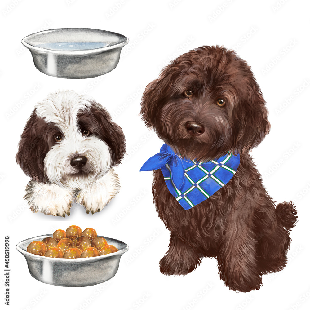 Chocolate white australian labradoodle and chocolate labradoodle ...