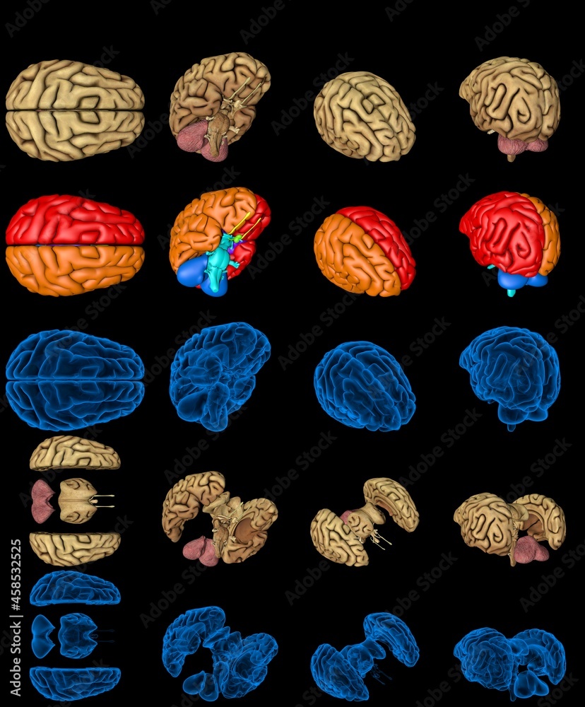 100 megapixels set - human brain with x-ray style image and colored ...