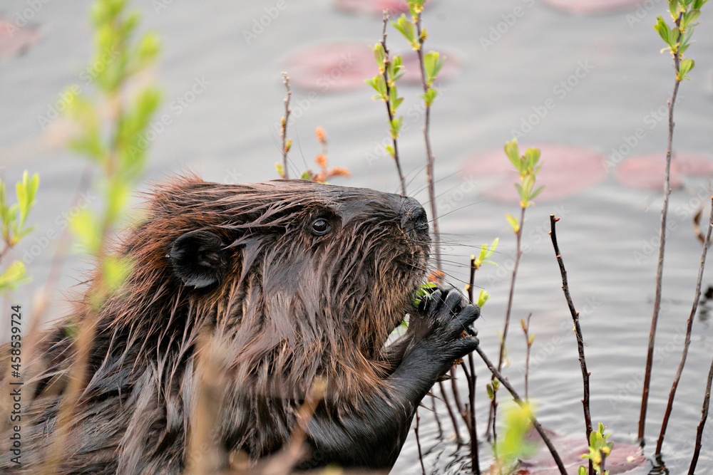 Beaver Photo Stock. Close-up profile side view head shot with water ...