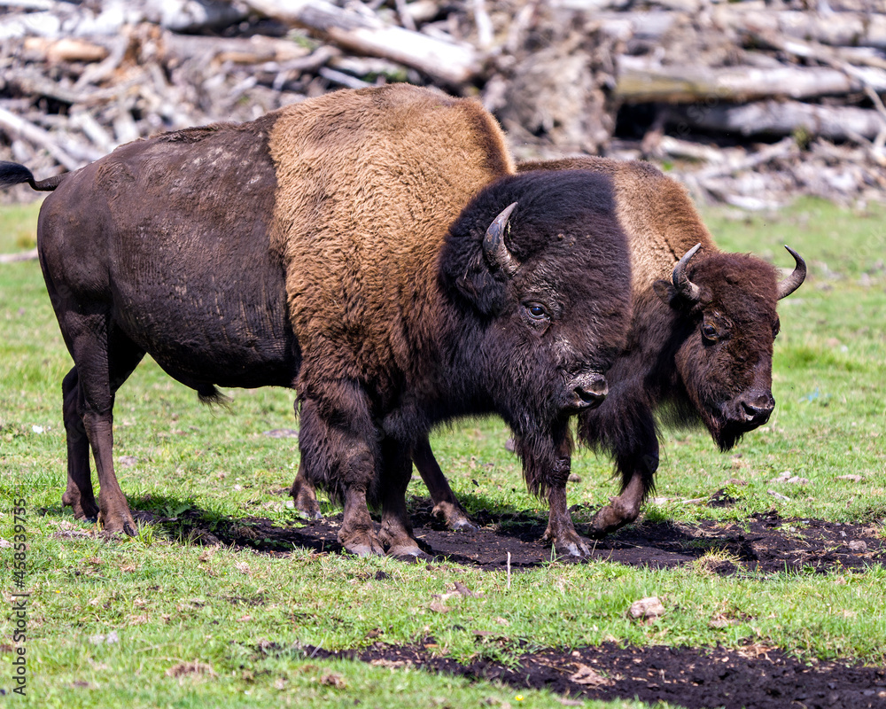 Bison Stock Photo and Image. Couple close-up profile view in the field ...