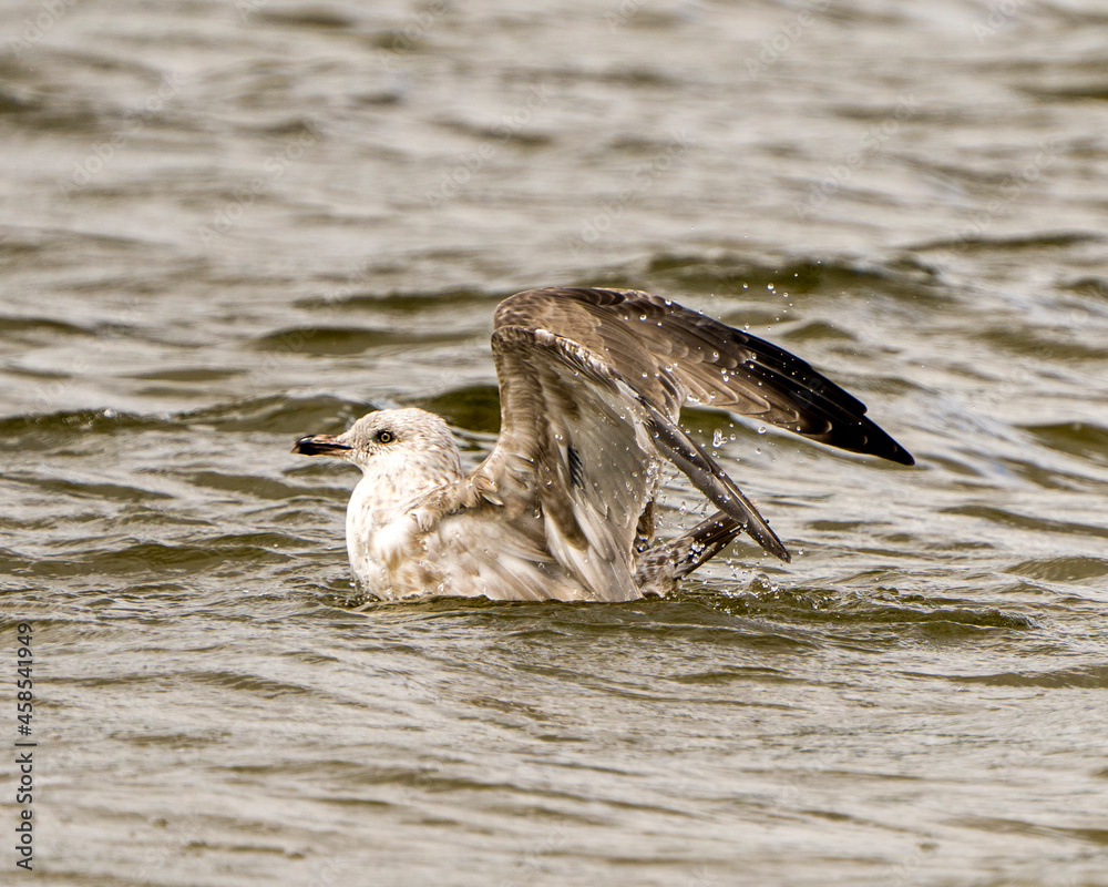 Seagull Stock Photo and Image. Close-up profile view in the water with ...
