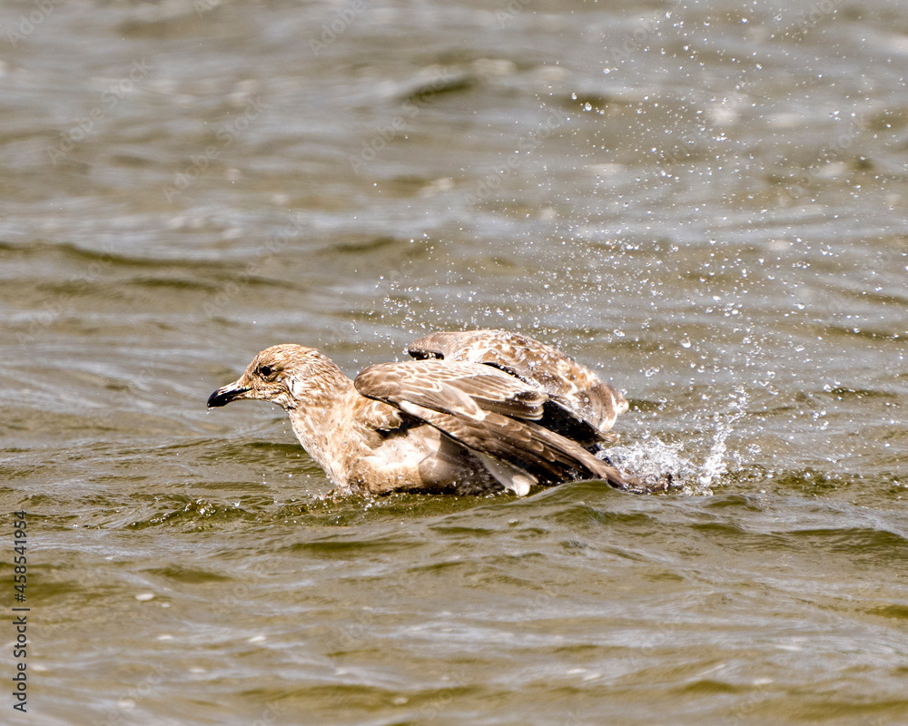 Seagull Stock Photo and Image. Close-up profile view in the water with ...