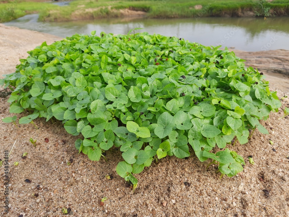 Macrotyloma uniflorum plant. It is a Pulse plant.It is a many names ...