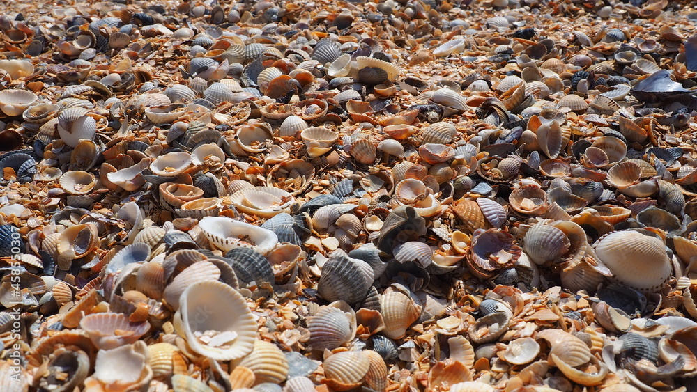 Shells from gastropods of bivalve molluscs living in the Azov and Black ...