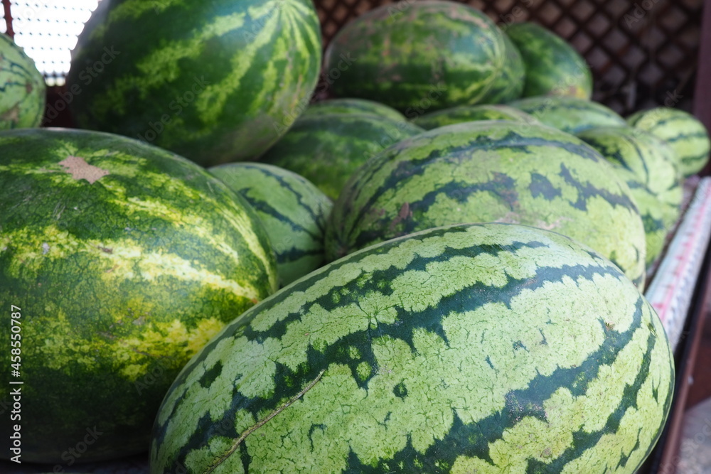 Large green striped watermelons. Fruit background on the counter in the ...