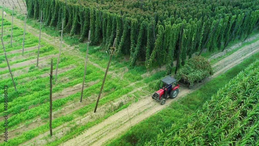 Hops field aerial view. Huge hops plantation during harvesting ...