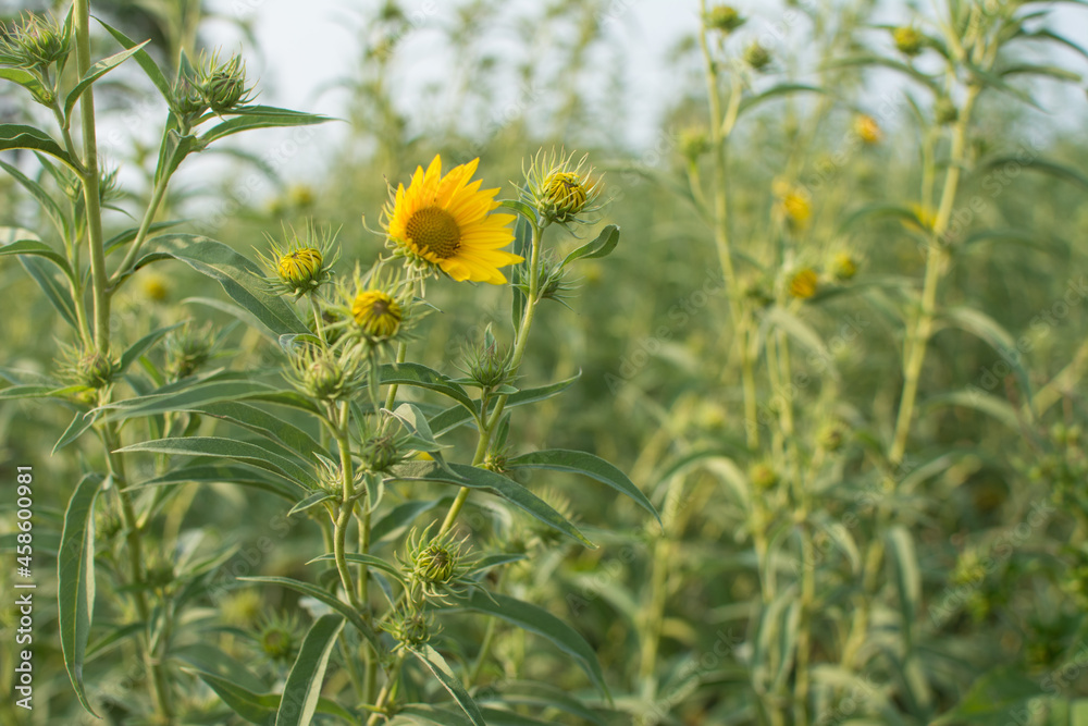 Wild sunflowers growing in a nature preserve in late summer; native ...