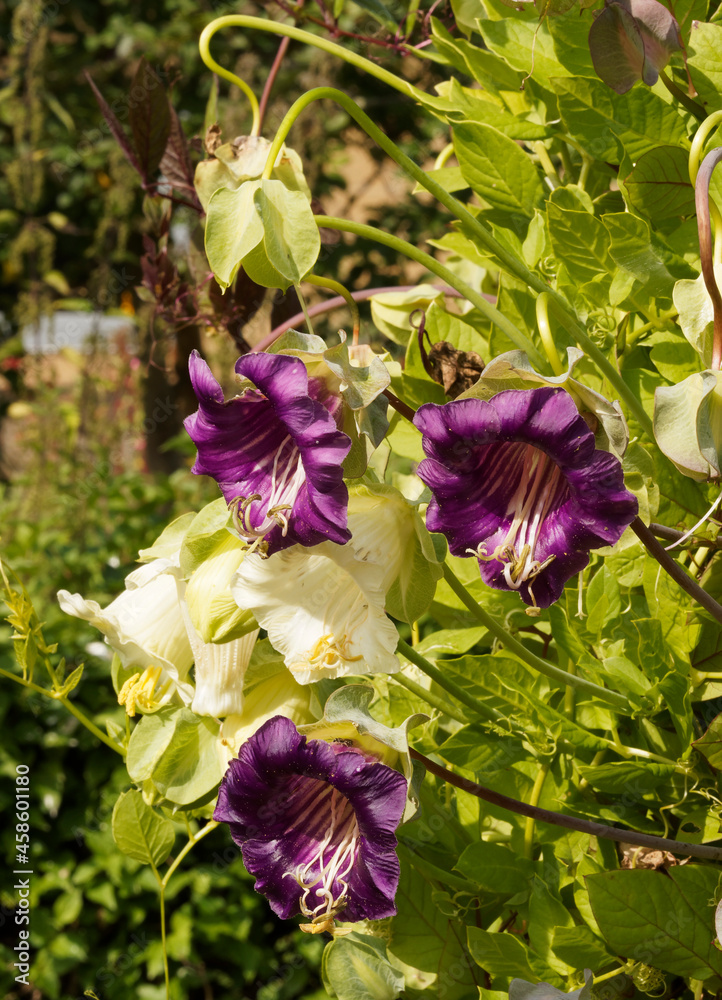 Cobaea scandens 'Violet Blue Bells' et 'Alba' | Cobée grimpante à ...