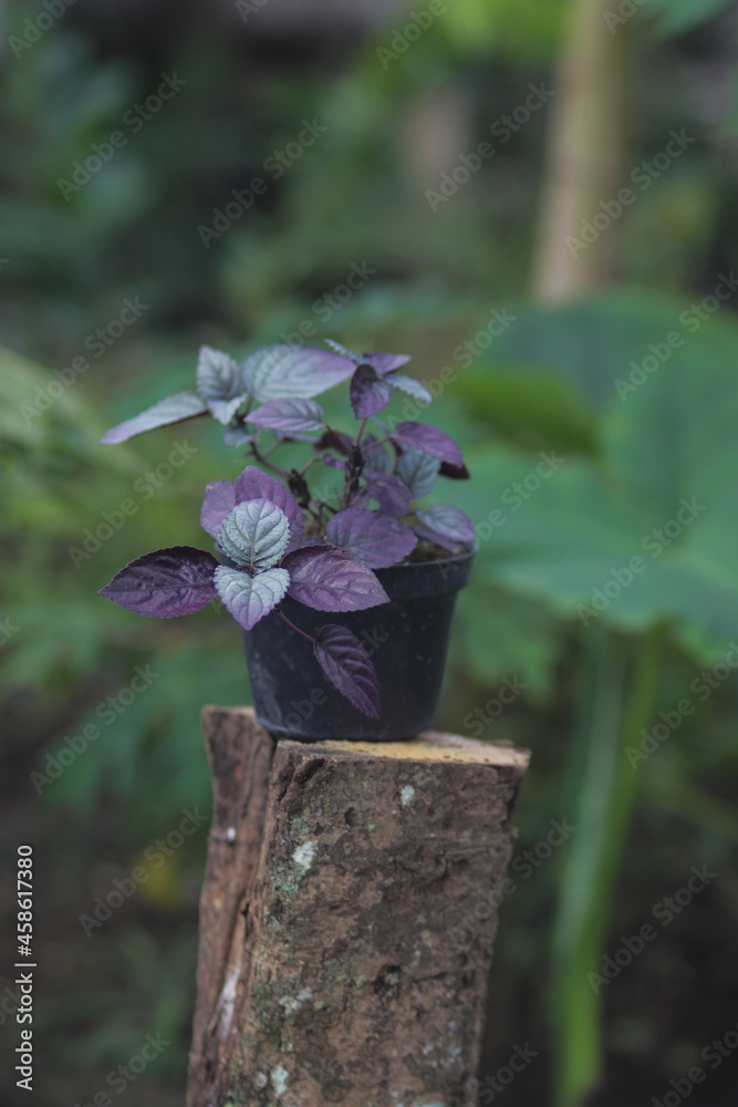 Red Flame Ivy (Hemigraphis colorata) with Purple and green leaves stock ...