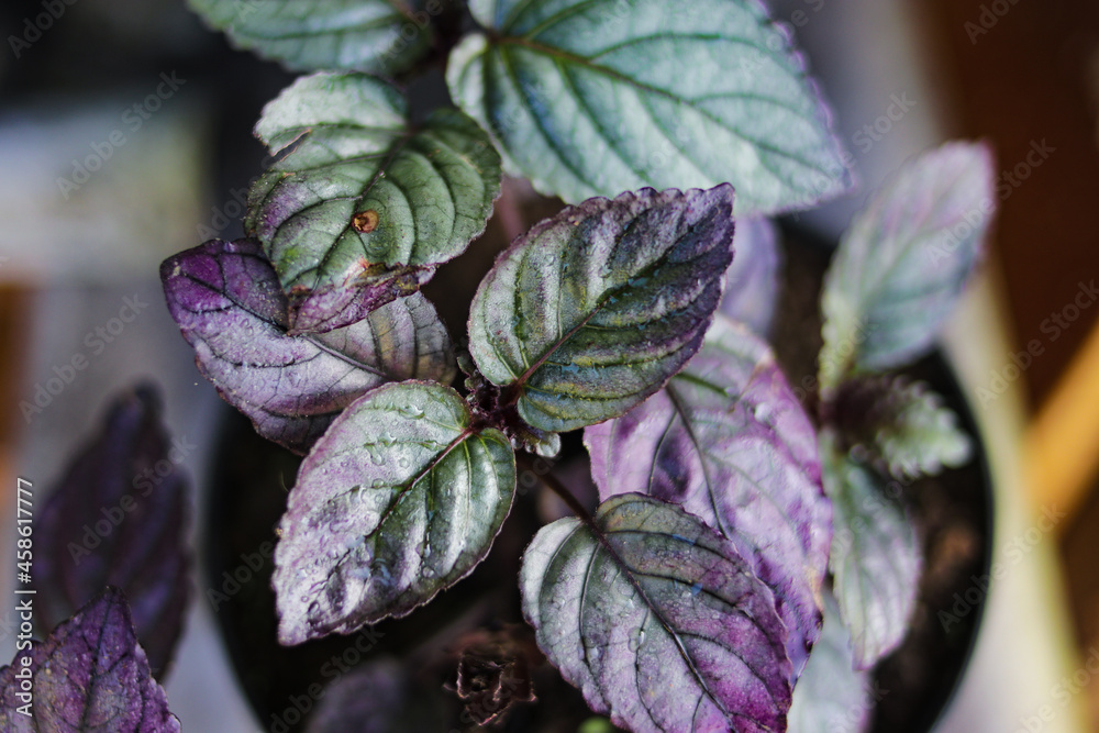 Red Flame Ivy (Hemigraphis colorata) with Purple and green leaves stock ...