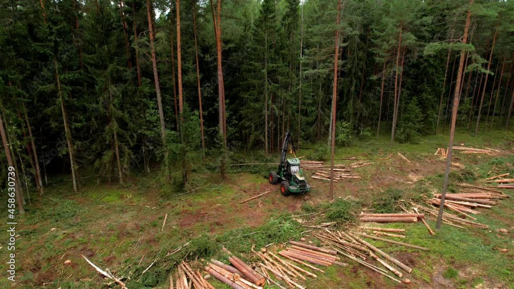 Forest harvester during sawing trees in a forest. Forestry tree ...