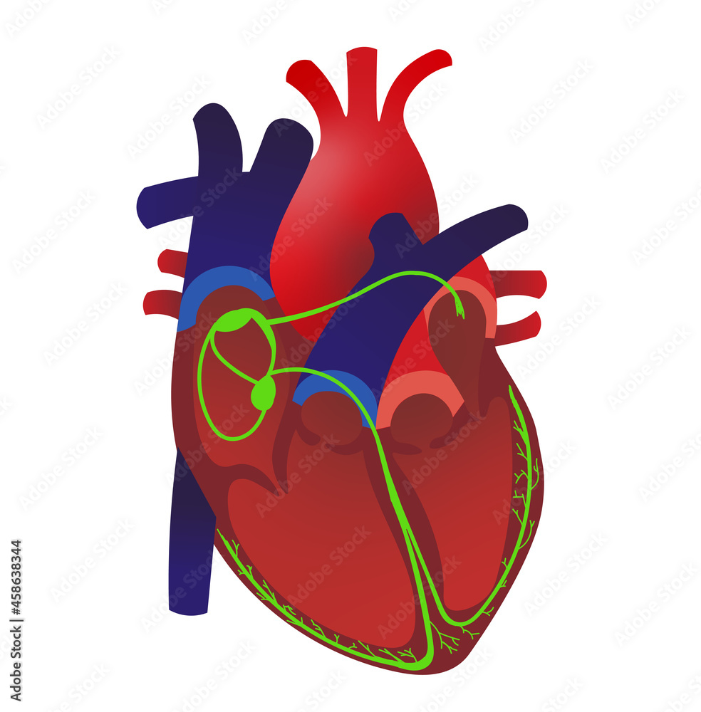 Heart's Electrical System Structure. Heart cross section electrical ...