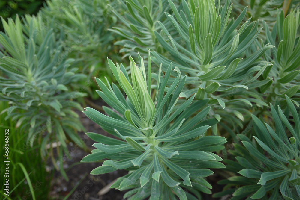 Euphorbia cyparissias (Cypress Spurge, Graveyard Weed) grows best in ...