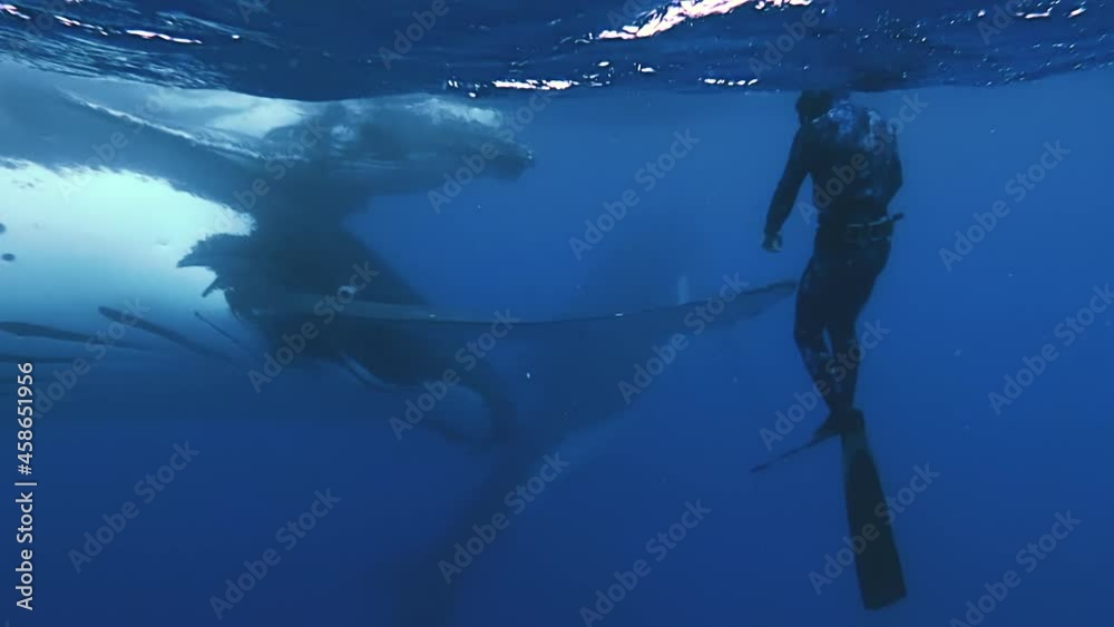 Scuba diver hovers close to Humpback Whales, touches fin, gives hang ...
