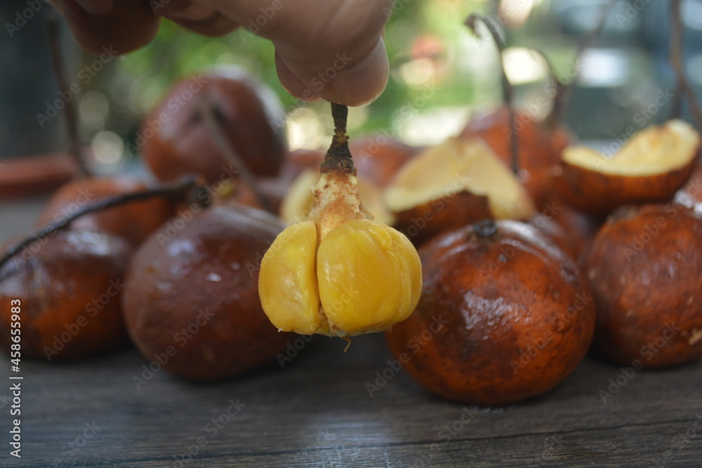 Baccaurea macrocarpa, also called tampoi, is a small, tropical ...