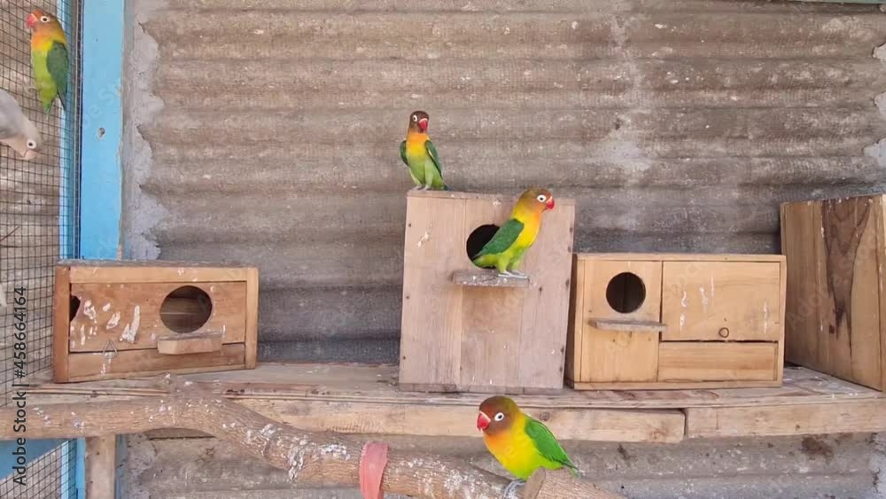 birds are inseparables. large, colorful, beautiful parrots. popular ...