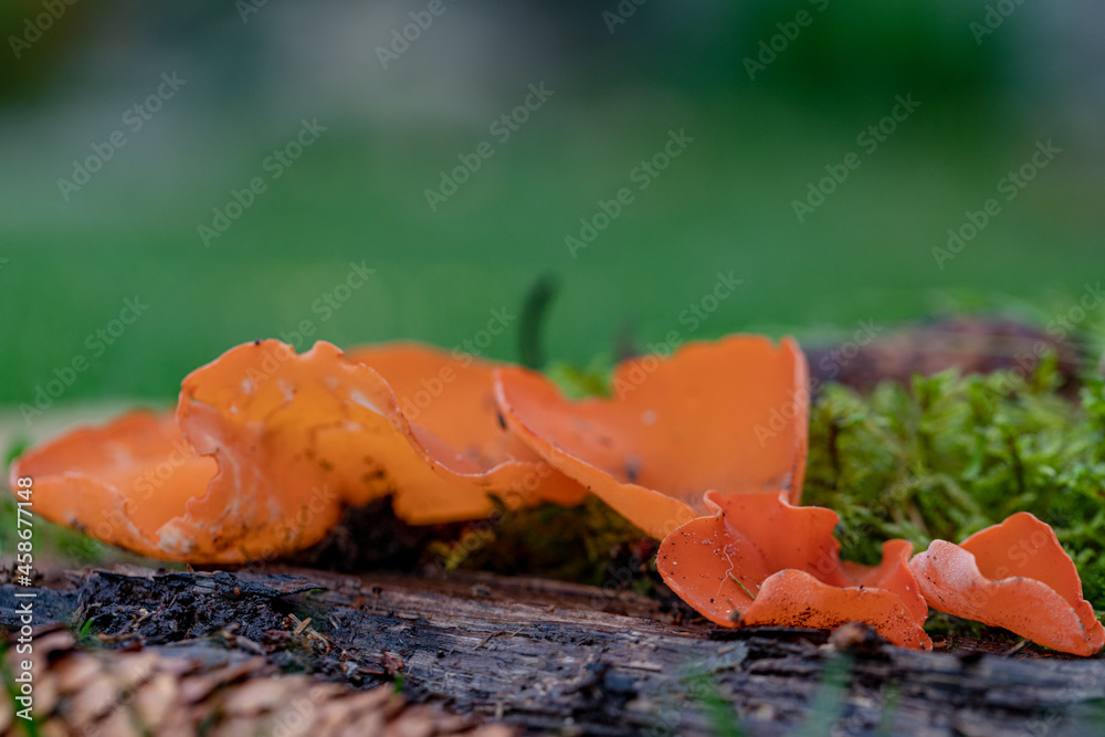 Aleuria aurantia fungus, also known as the orange peel mushroom. Grows ...
