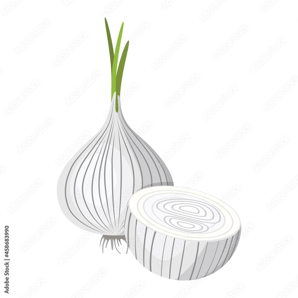 White onion. A sprouted onion and an onion cut in half. Vector ...