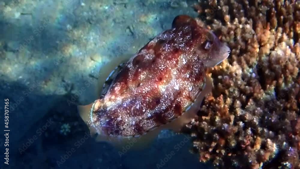 Cuttlefish or sepia inhabits coral reefs of the Red Sea Stock Video ...