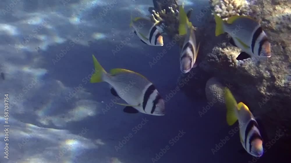 Vídeo do Stock: Double-bar bream, scientific name is Acanthopagrus ...