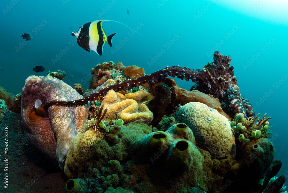 Extremely rare photo of mating two octopuses - Octopus cyanea, also known as the Big Blue ...