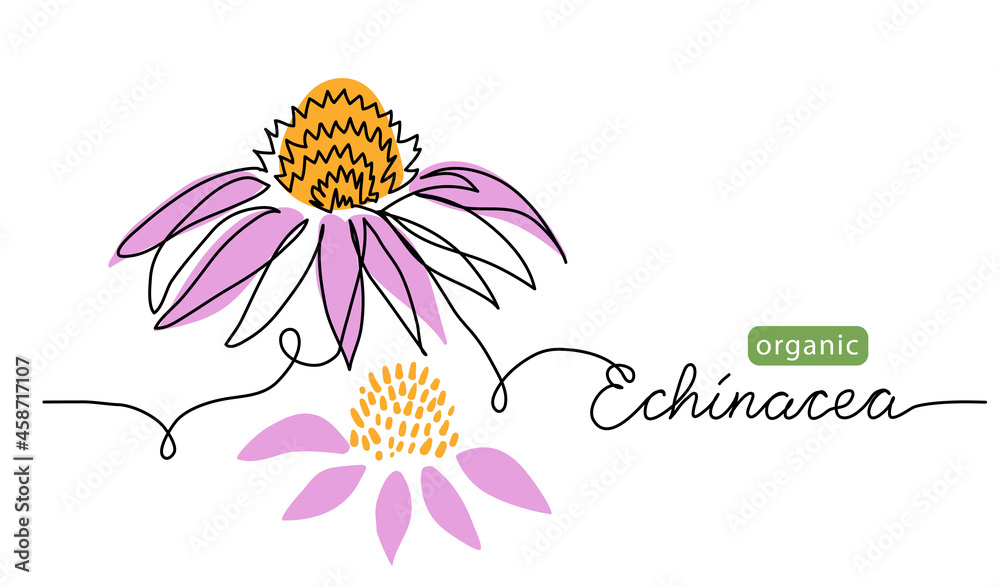 Purple echinacea flower, coneflower one line art drawing. Simple vector ...