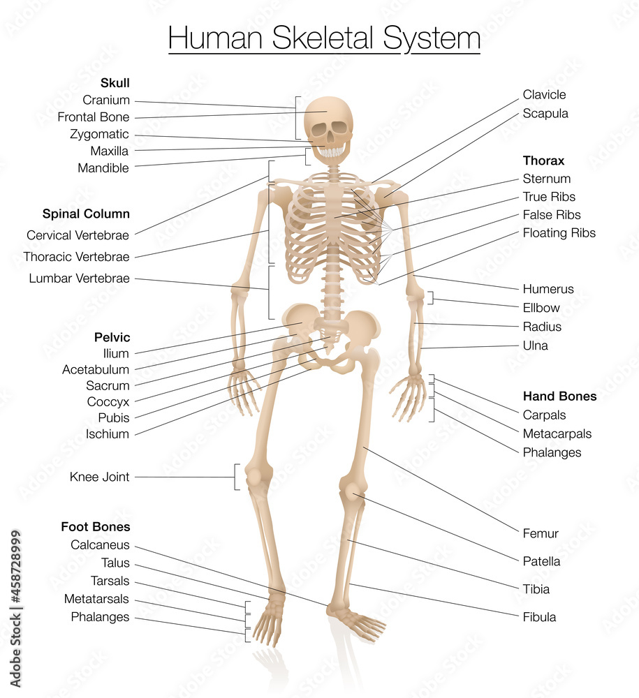 Skeletal System Diagram Labeled