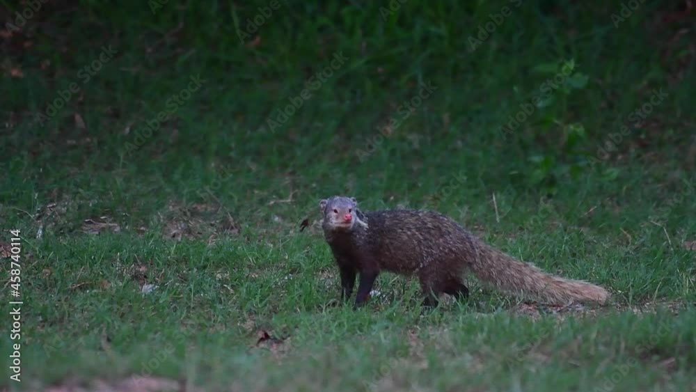 Vídeo do Stock: Looking straight to the camera and around then walks ...
