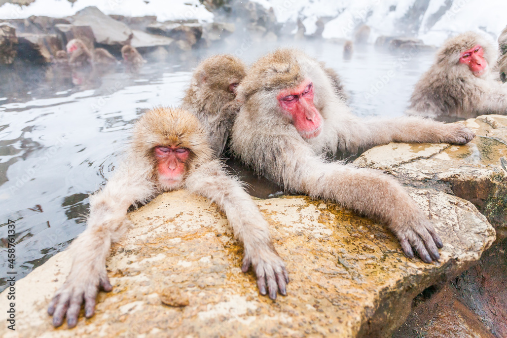 Group of snow monkeys sleeping in a hot spring at Jigokudani Yaen-Koen ...