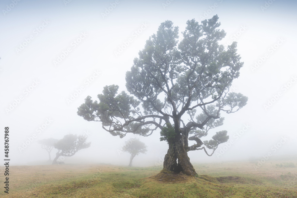 Magical endemic laurel trees in Fanal laurisilva forest in Madeira ...